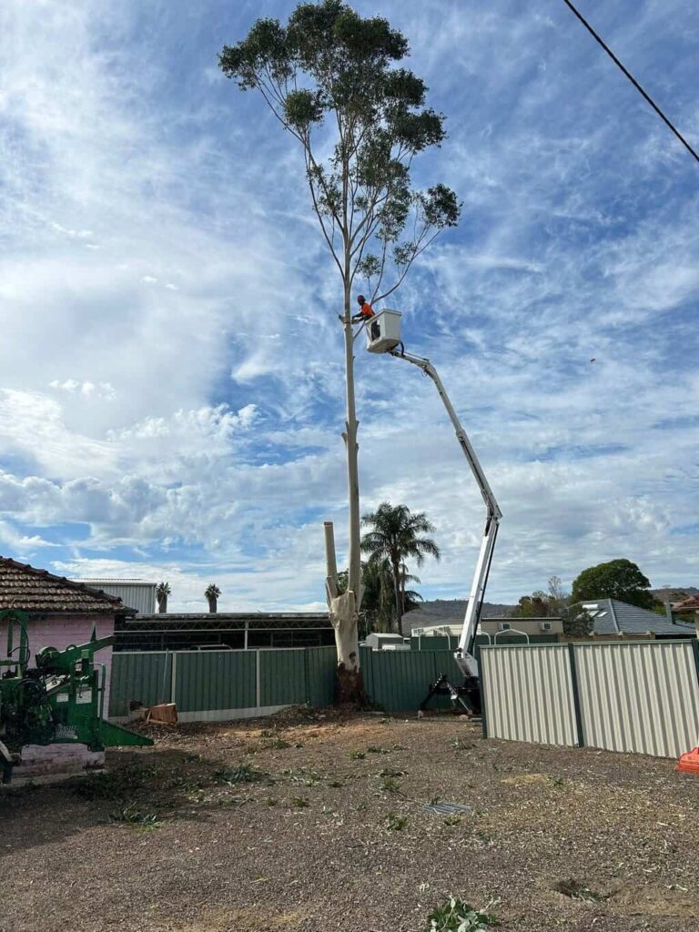 Whittington Tree Removal & Pruning - Aps Tree Removal ☎️ 0422 856 090